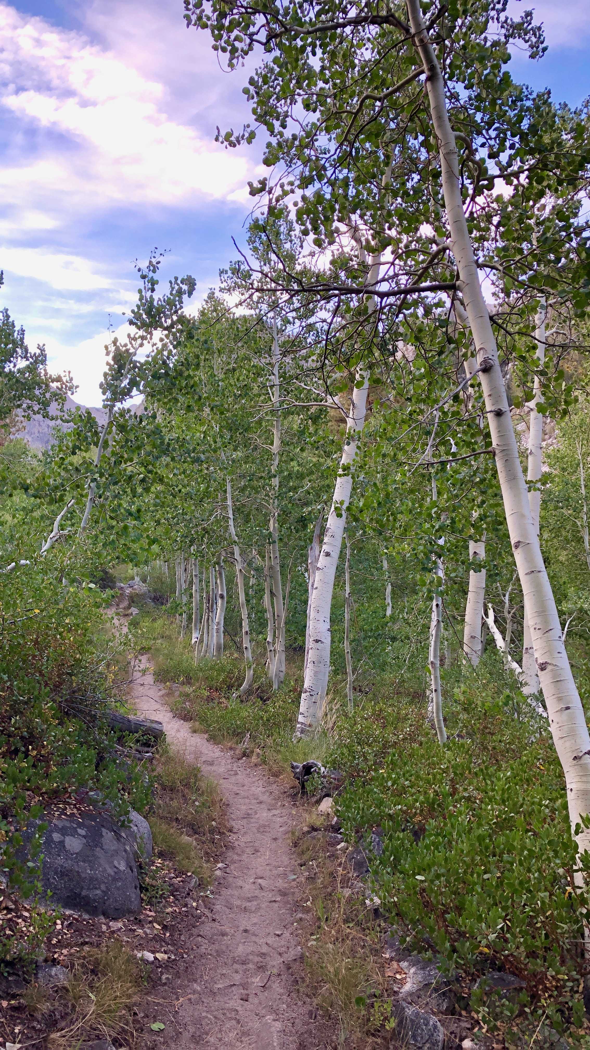 PCT 2019: Day 134, Middle Fork Trail to Tentsite at Mile 809.6 | Hike ...