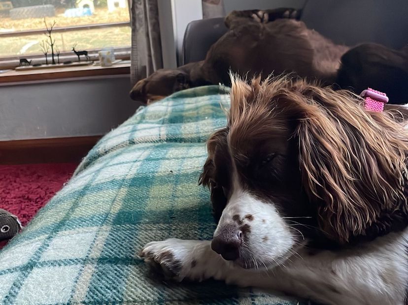 Happy Hounds Towcester