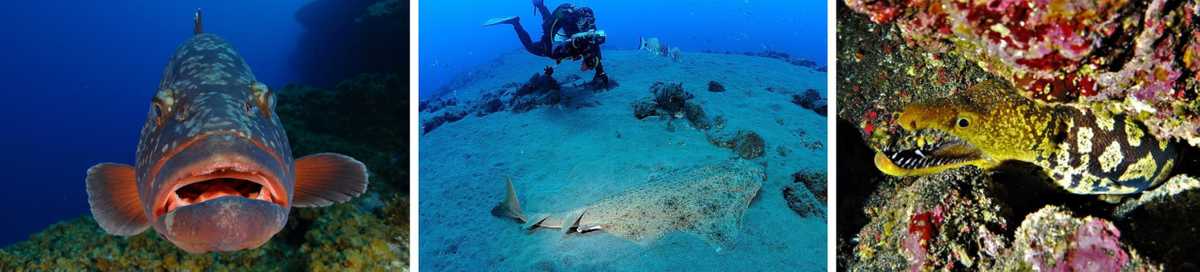 Objectif Plongées - Ida Borie
