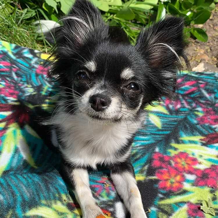 She may be tiny, but Poppet has made a huge difference in Sasha’s life ...