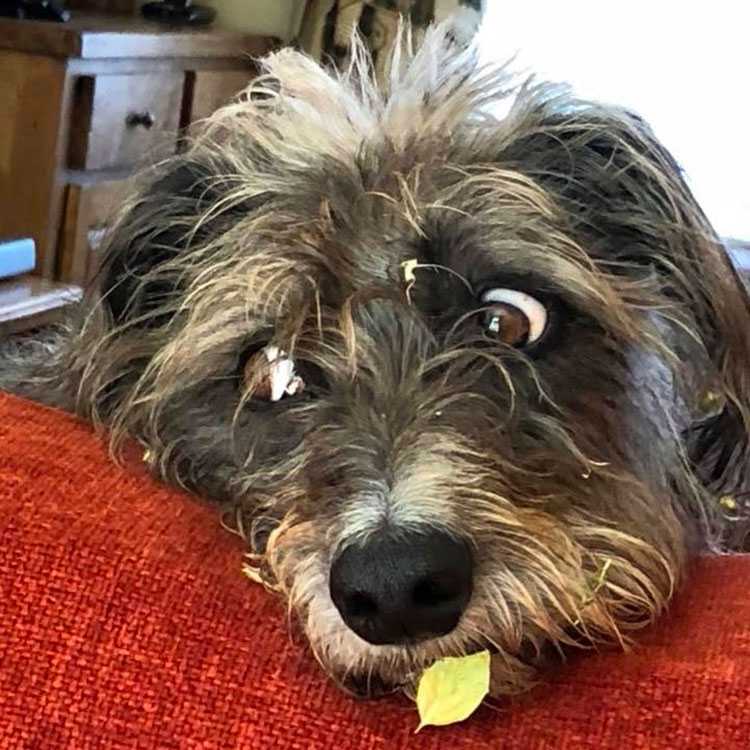 Despite her sprightly nature, Lola still loves snuggling up with ...