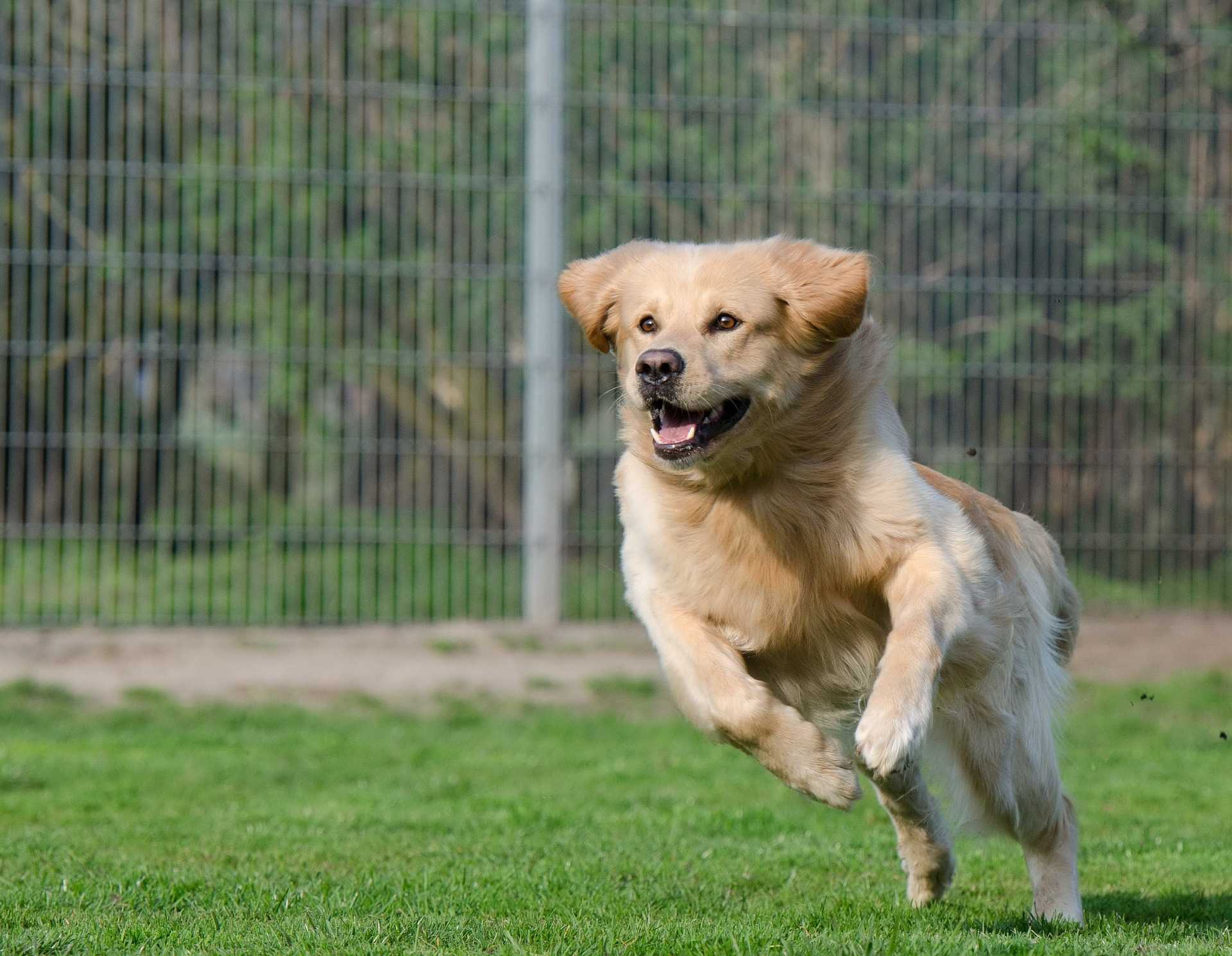 How Fast Can Dogs Run? | Woof & Beyond