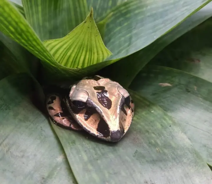The venomous casque-headed frog - Tudo Sobre Animais