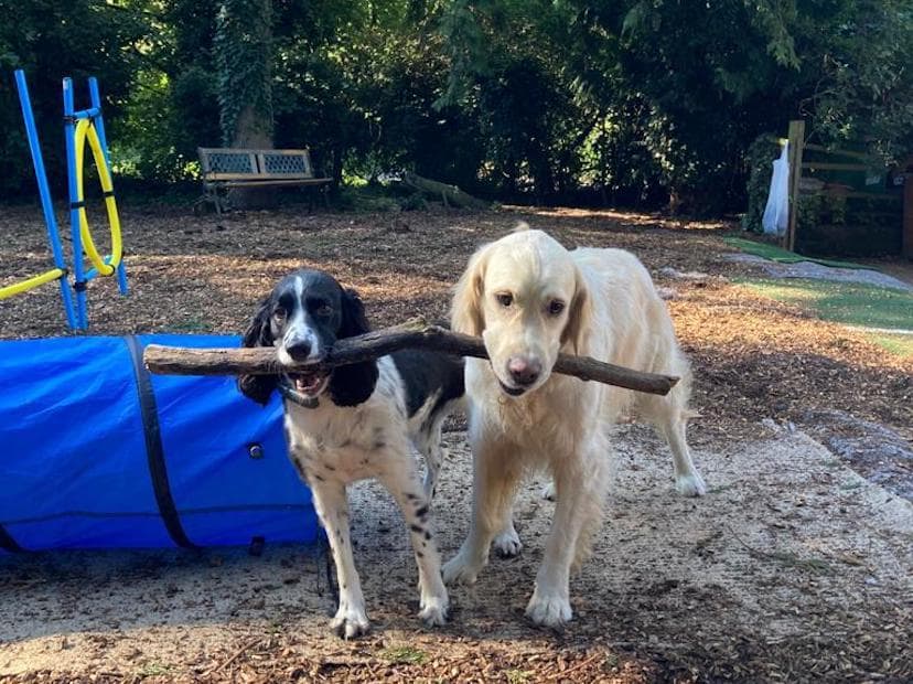 Happy Hounds Towcester