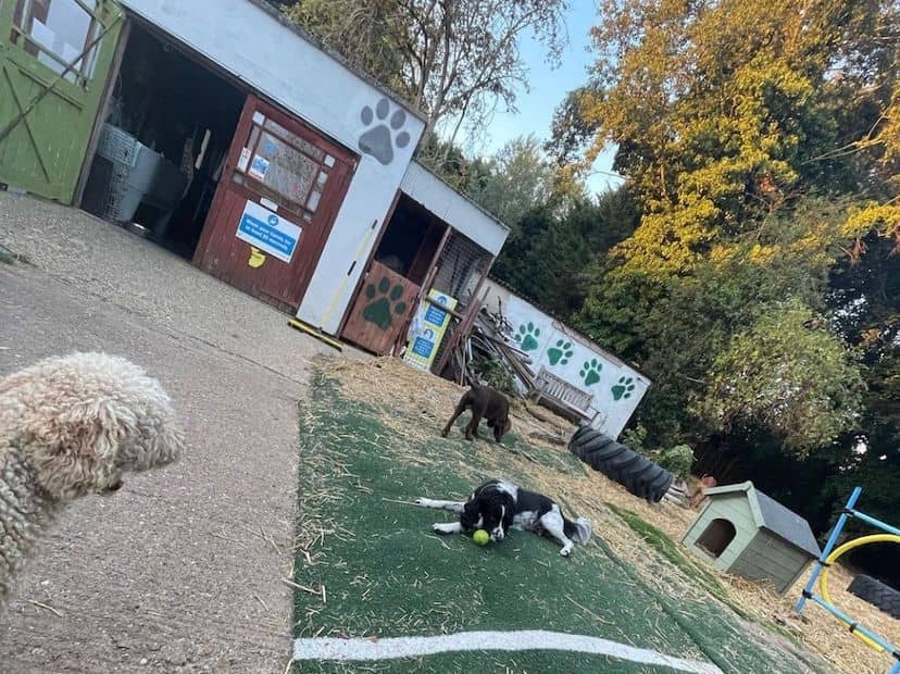 Happy Hounds Towcester