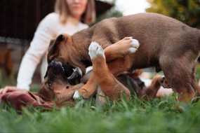 Dogs and Dominance: Why Your Pup Pins Others Down and How to Address It ...