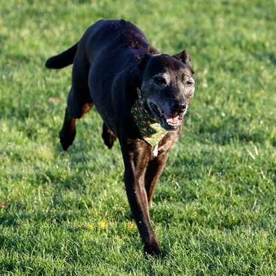 Eris loves everything about her dog Lizzy, who might appear a bit ...