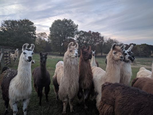 Lower Sherwood Farm | Raising champion llamas since 1986.