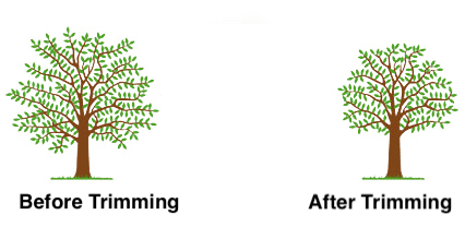 Tree Trimming or Tree Pruning - What's the difference?