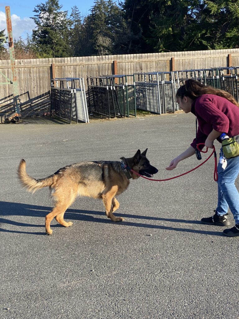 Behavior Modification Training | Prevail K9 Training | Whidbey Island
