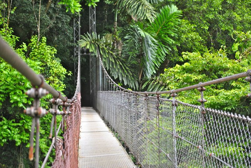 Natural History Walk Arenal Hanging Bridges