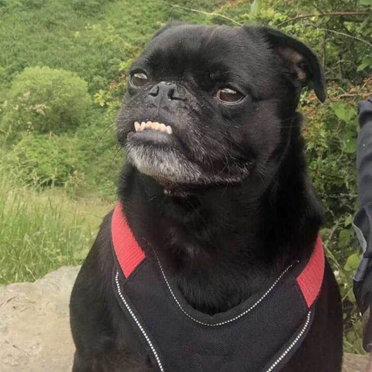 Wonder Pug Prince has given owner Kate six years of support – and sneezes!