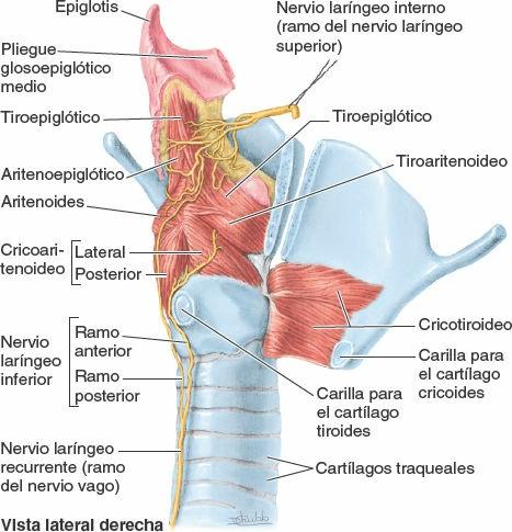 06. Vísceras del Cuello | Enfermería
