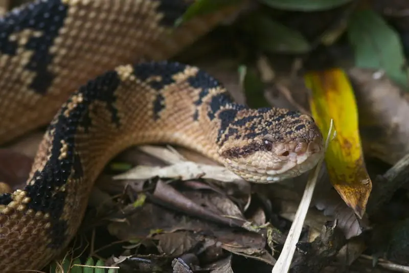Brazilian Vipers - Tudo Sobre Animais