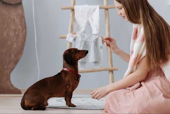The Hair-Eating Puzzle: Understanding Why Dogs Do It (And How to Stop ...