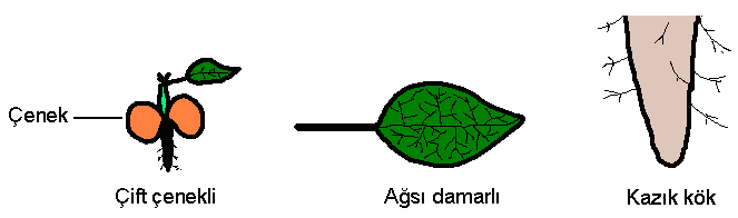 Bitkiler Alemi - Bikifi
