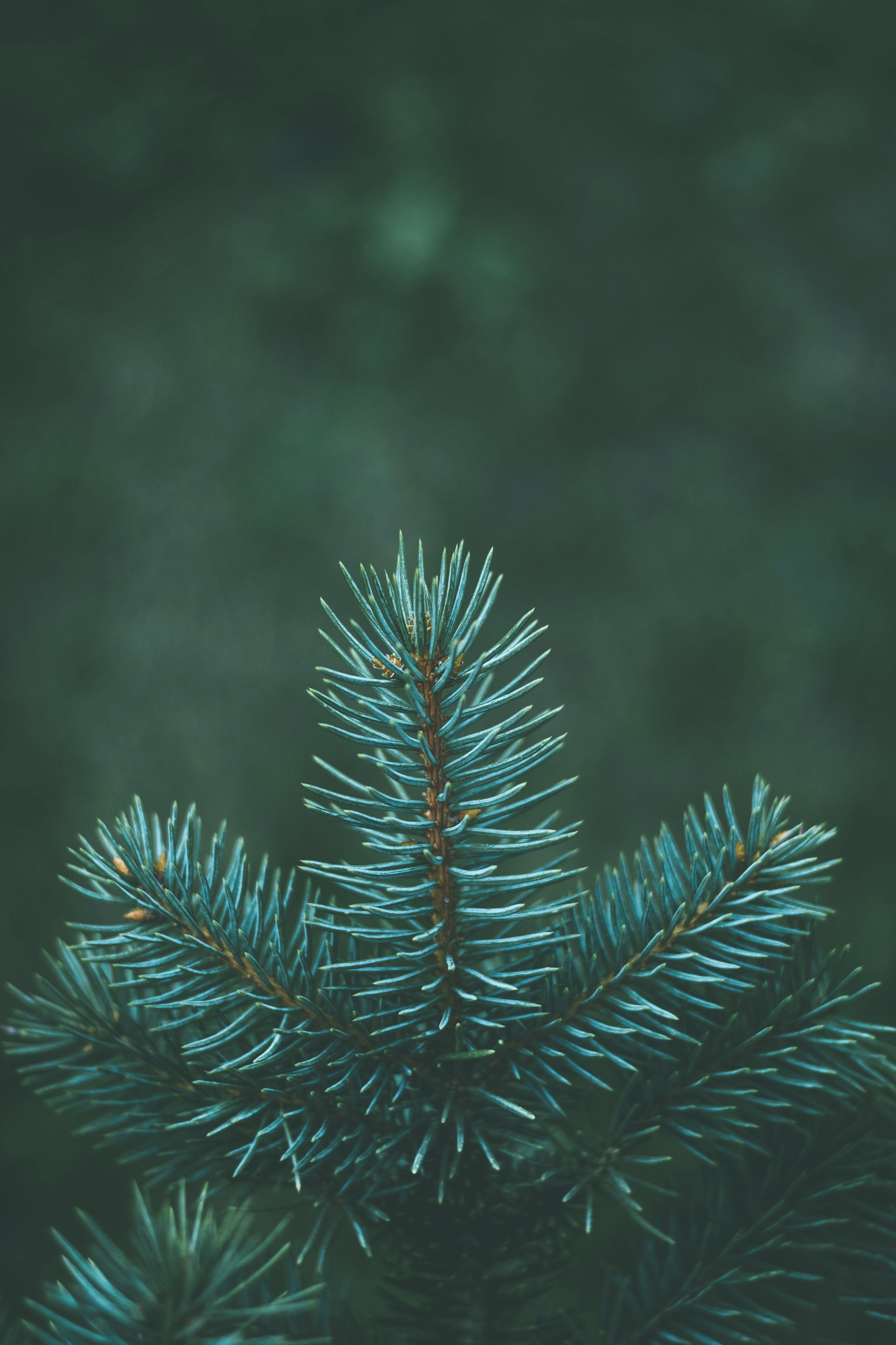 Evergreen Trees In Victoria, BC - Everything You Need To Know