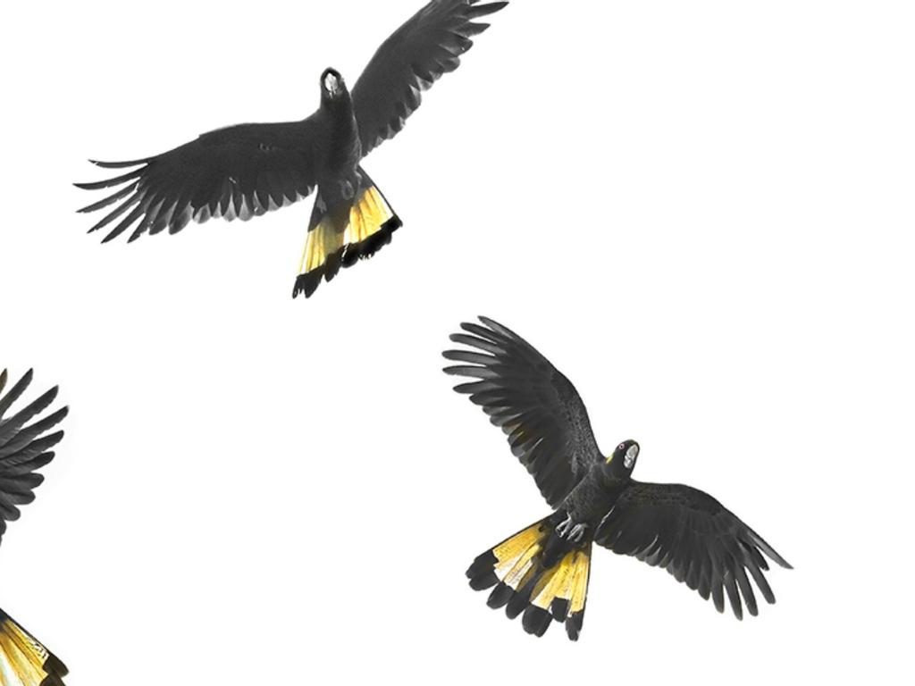 Habitat: A BirdLife Australia Bird Week Exhibition 2021 | UpNext