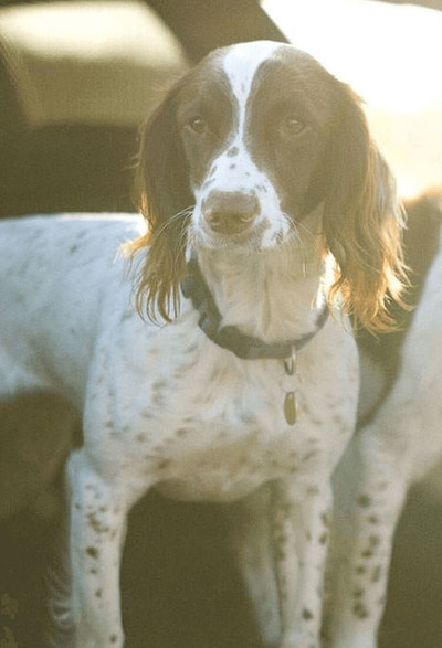 greatbritishdogs.co.uk | Great British Dogs