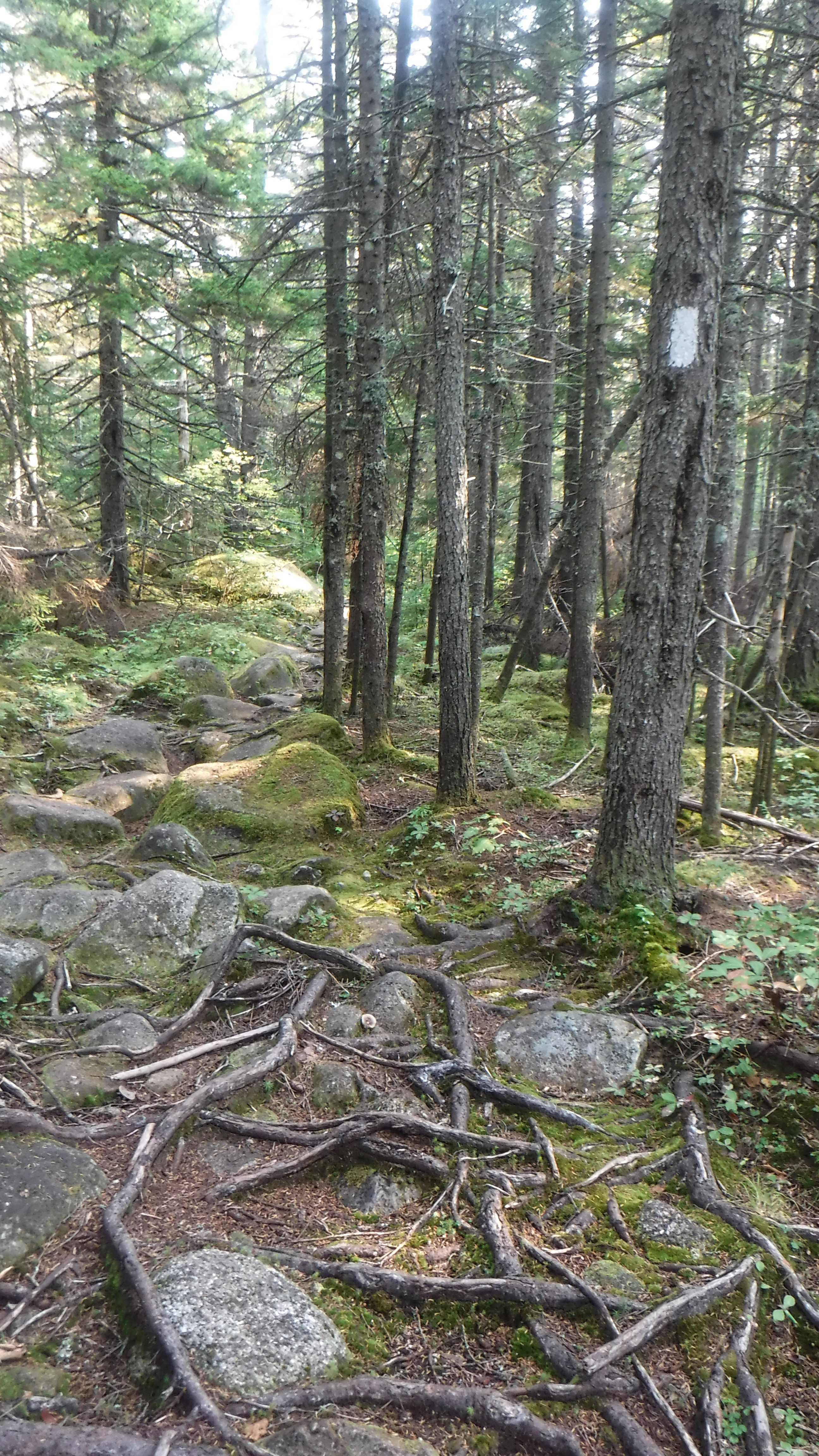 AT 2017: Day 159, Bemis Mountain Lean-to to Little Swift River Pond ...