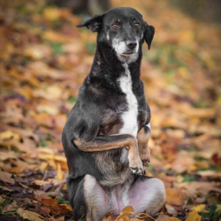 Tan’s dog Sally didn’t have the best start in life, but she still ...