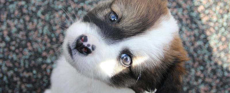 Dog Papers: How Important Are They? | Woof & Beyond