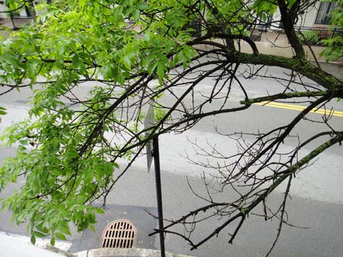 Why Does My Tree Have Dead Branches?