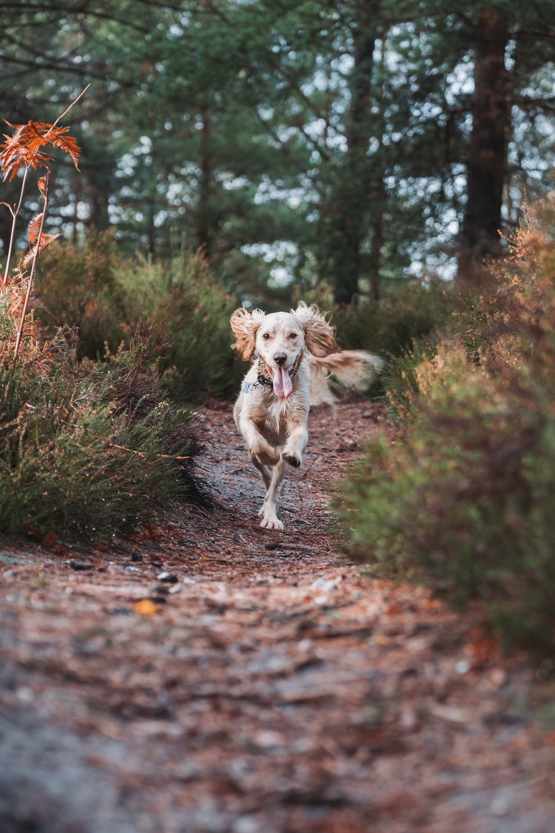 How to take dog portraits: Tips for a successful photo | Chris & Suze ...