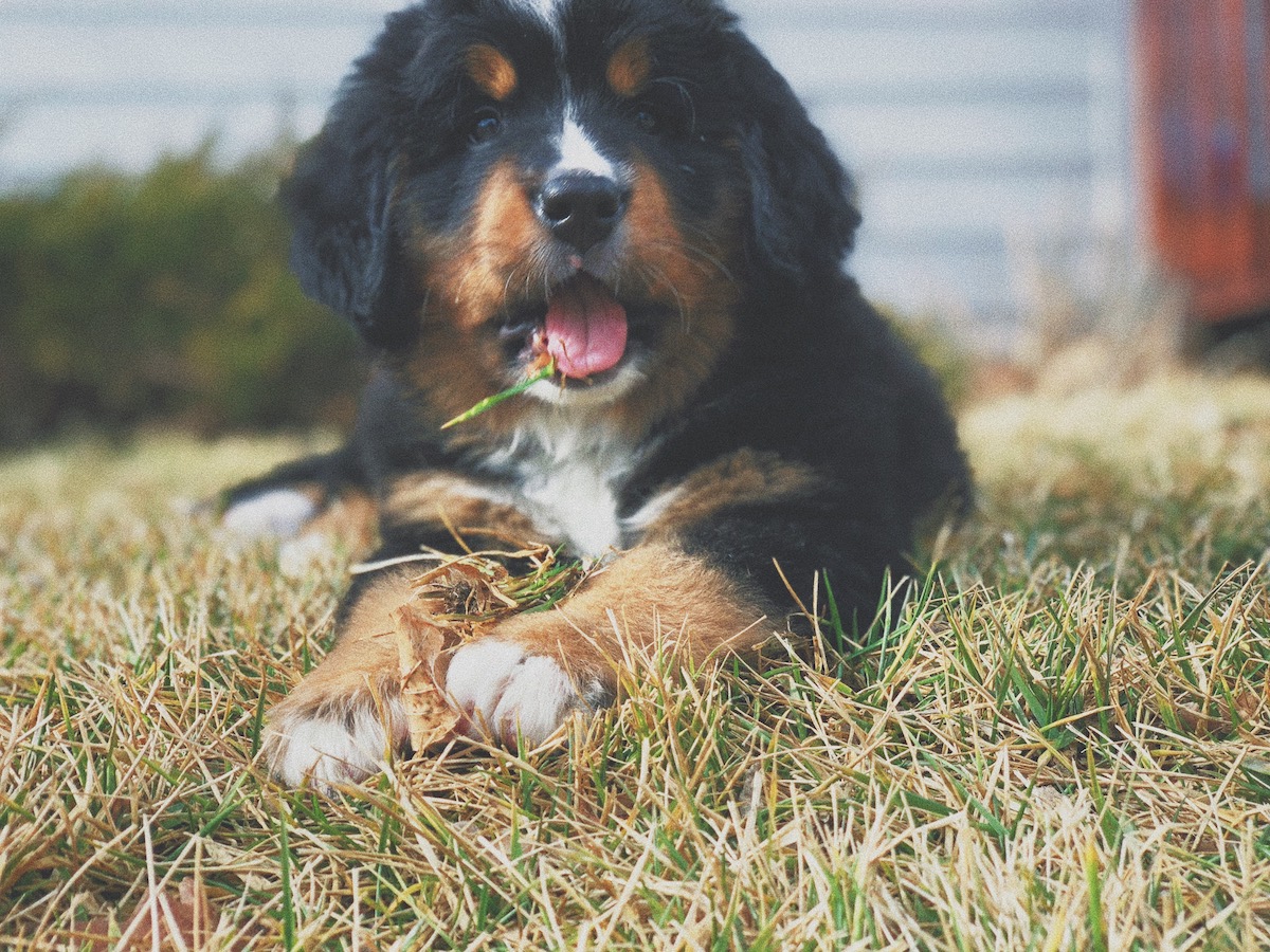 Thirty-one - Benjamin Chait