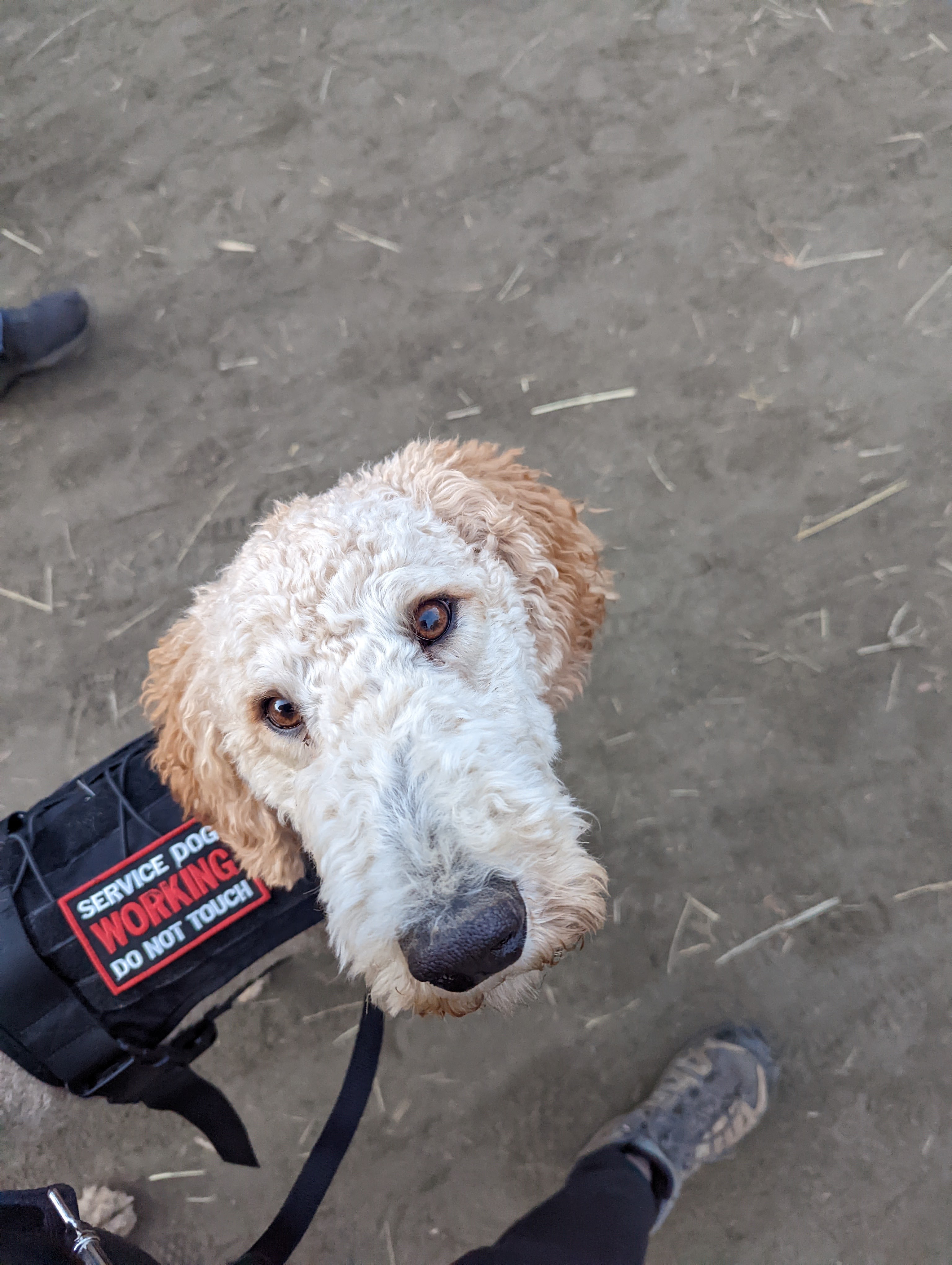 Service Dig Training | Prevail K9 Training | Whidbey Island