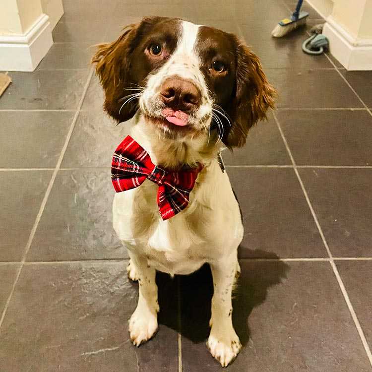 Willow’s always looking for attention, whether that’s from Alexa and ...