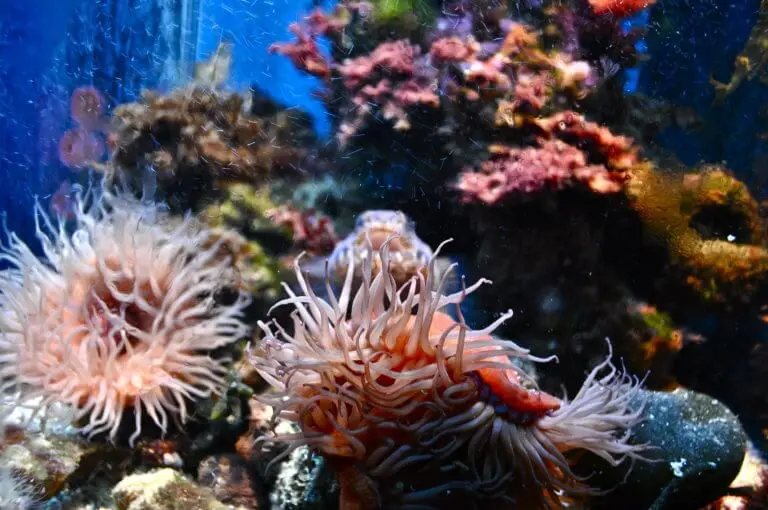 Como cuidar bem de rochas, corais e anêmonas em aquários marinhos ...