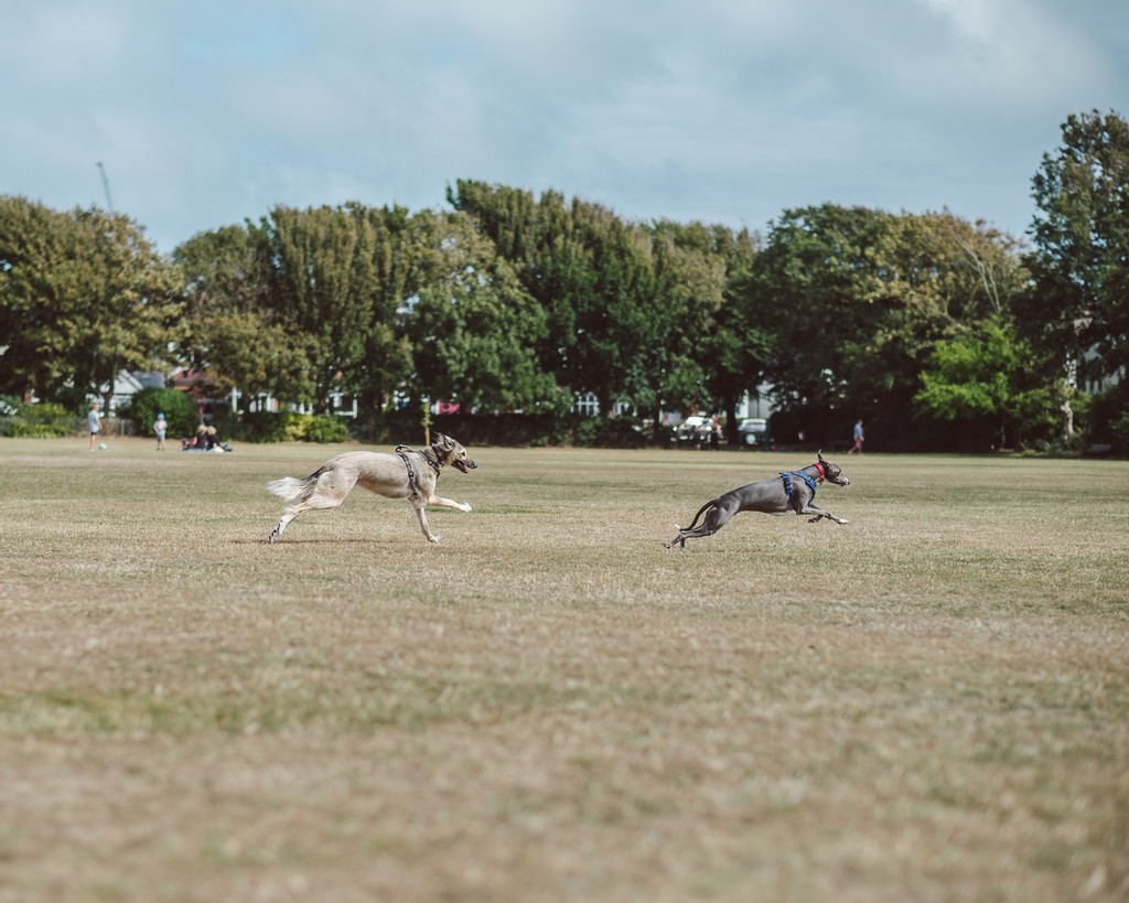 How to take better photos of dogs | Chris & Suze Go Walkies
