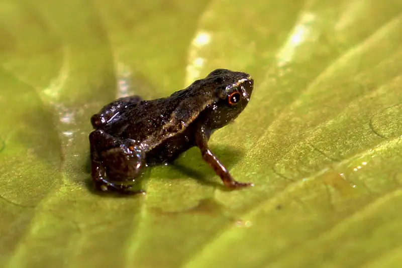 Meet the little saddleback toads - Tudo Sobre Animais