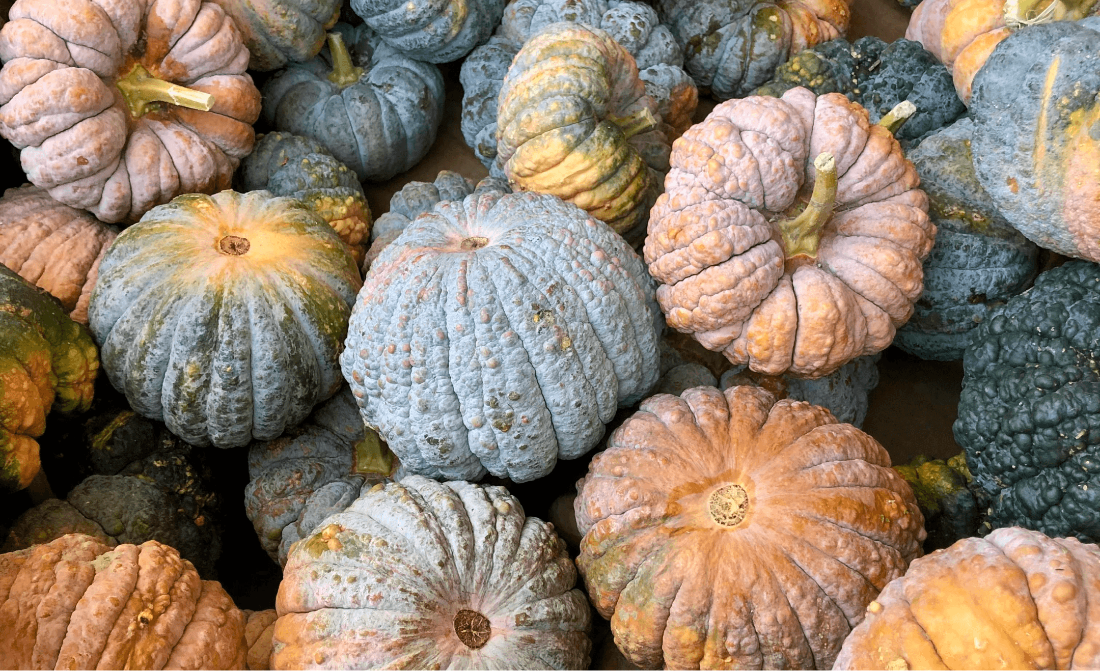 Our Products | Frey Farms | Sarah's Homegrown and Tsamma Juice