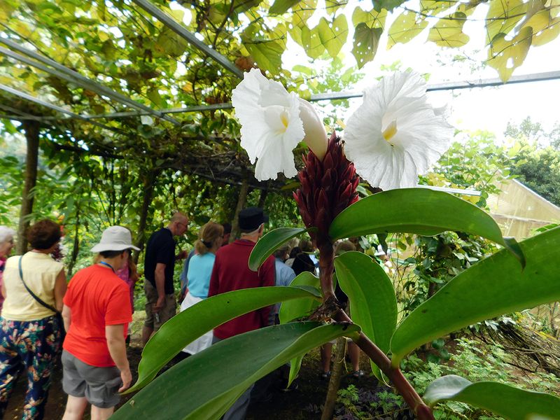 Campesino Arenal Volcano Costa Rica