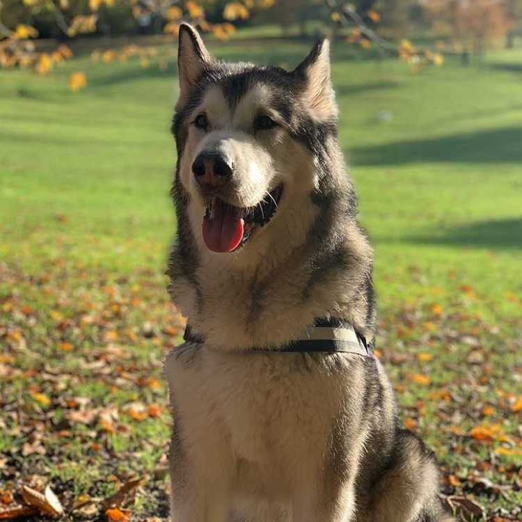 Wolfie has brightened up Tatiana’s life with his playfulness and ...