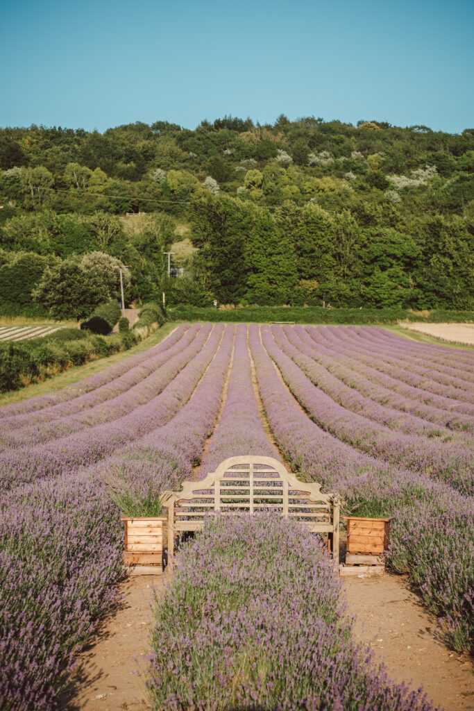 Visiting the UK’s largest lavender farm – Castle Farm in Kent | Chris ...