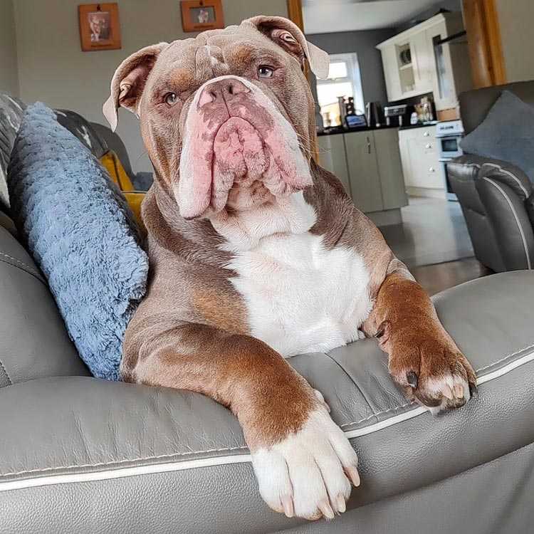 Blaze the bulldog was exactly what Chloe and her family needed after ...