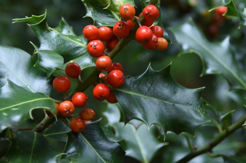 Will Holly Berries Hurt My Dog