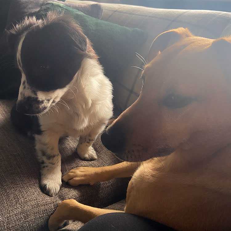 When Deb and her husband were struggling to conceive, their fur baby ...