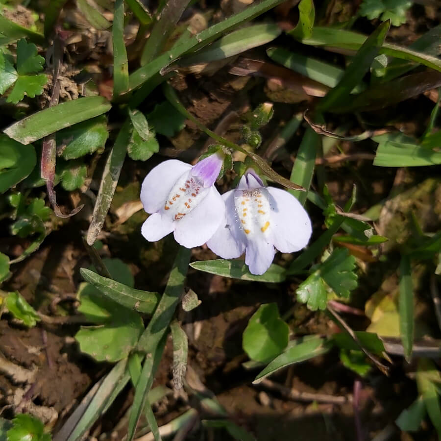Wildflowers on the trails in Taiwan. Hiking in Asia