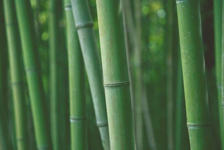 5 Ways To Get Rid Of Bamboo