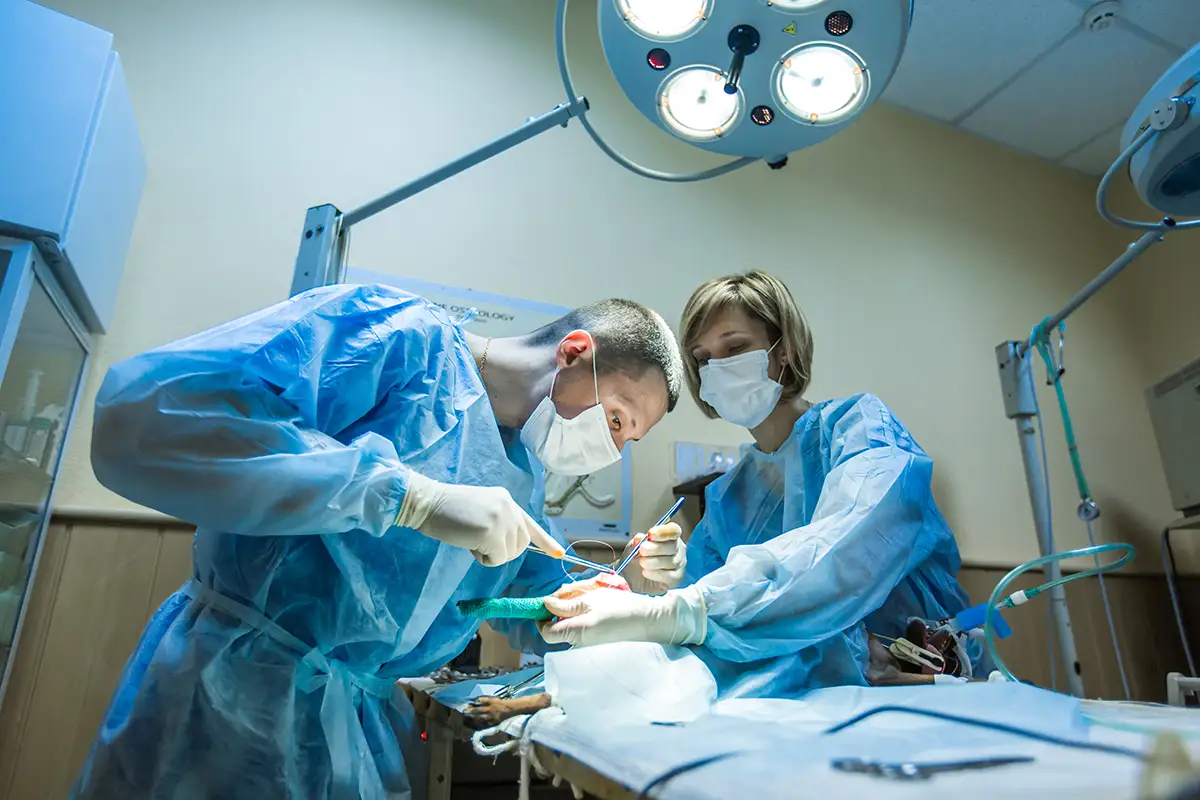 Veterinary Surgical Care Services