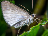 Pests | Millennium Termite & Pest