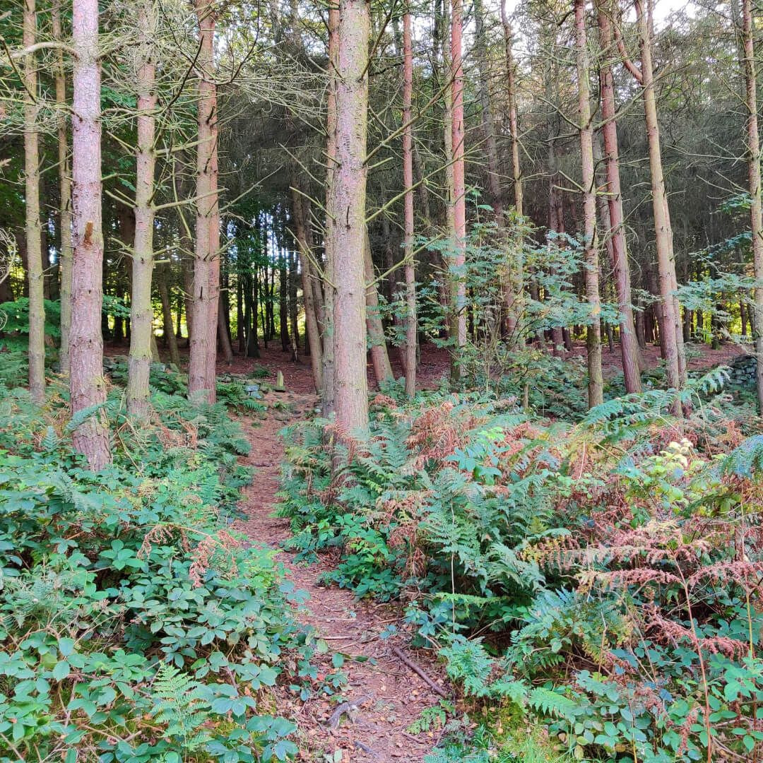 Otley Chevin Forest Park - Discover Leeds
