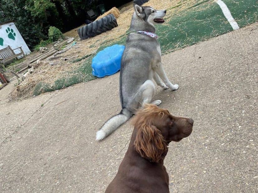 Happy Hounds Towcester