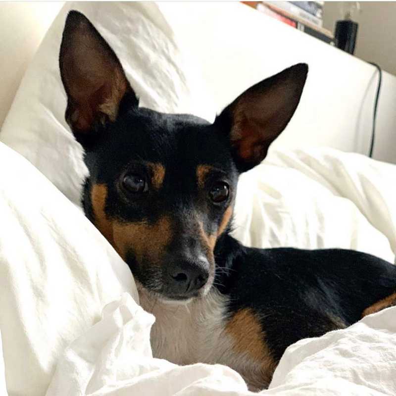 WONDERBOO – Superfood for dogs