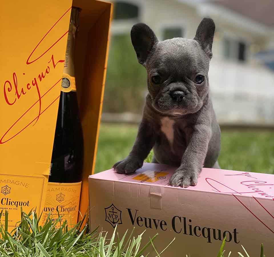 Blue Frenchie / Blue Color French Bulldog Puppies | Ethical Frenchie