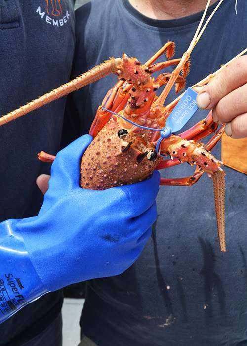The Western Australia rock lobster fishery story | MSC